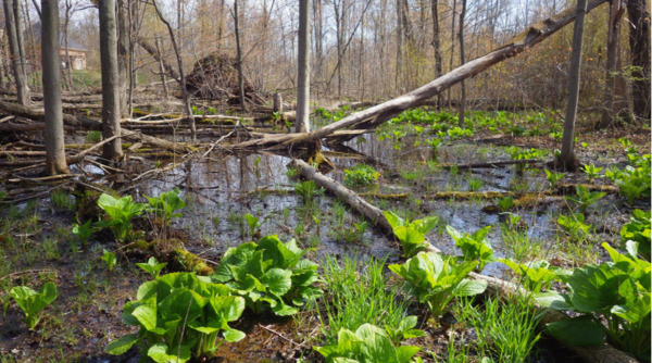 MWA 2021 Member Webinar Series - Common Wetland Plants of Michigan ...