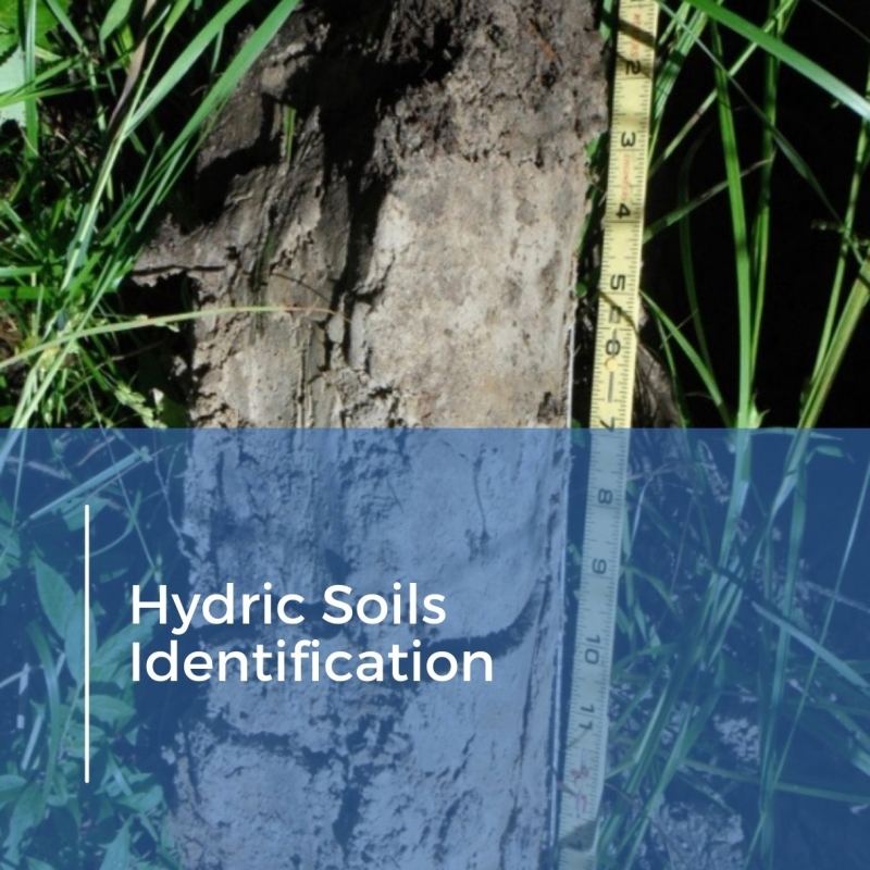 Hydric Soils Identification, Michigan Wetlands