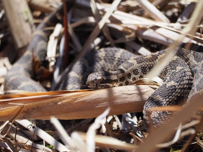 Eastern Massasauga Rattlesnake: Biology, Habitat, Protections