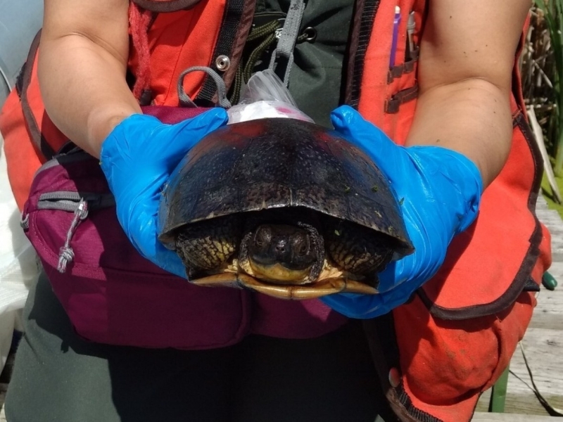 Rare Turtle Conservation in Michigan Webinar